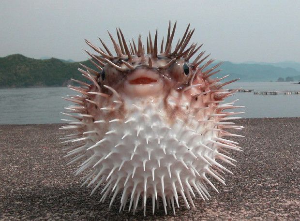 Risk-neutral: assuming a defensive posture | Captive International